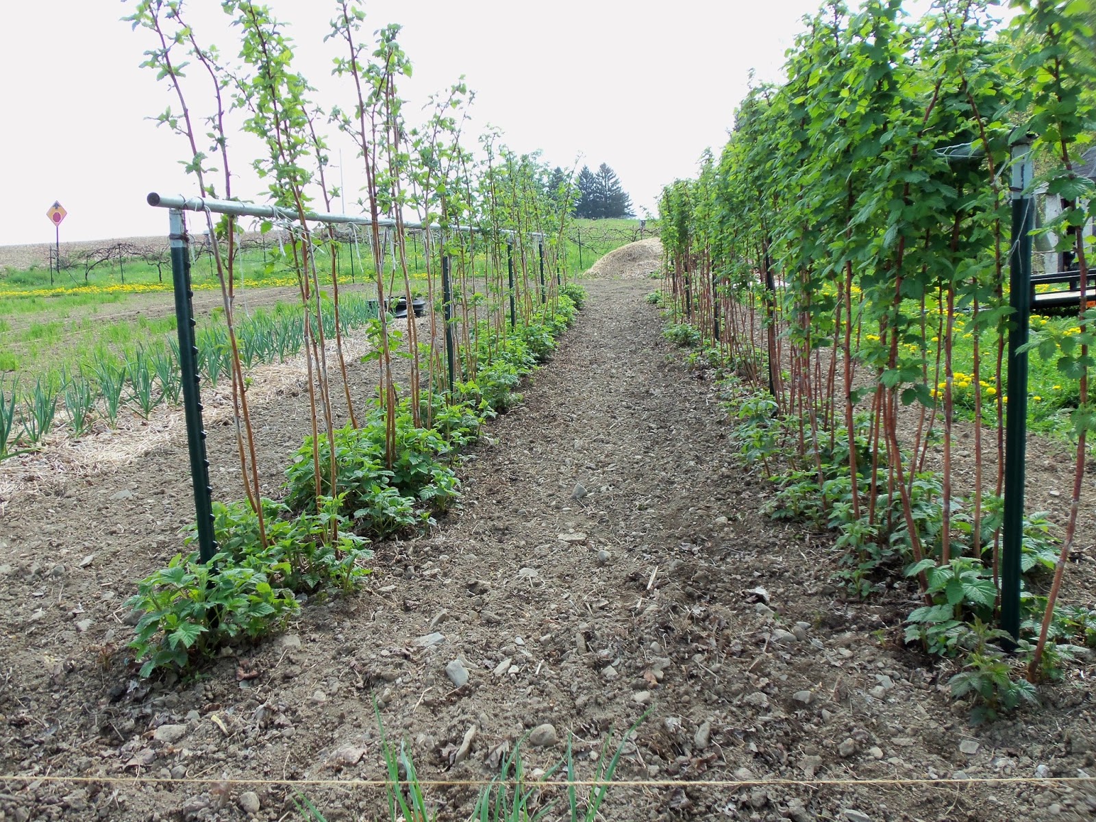 The Deliberate Agrarian: 2013Raspberries