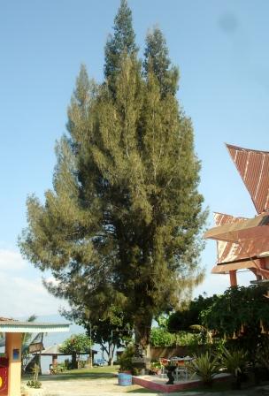 Casuarina junghuhniana | Pustaka Flora | Database Tanaman Landscape