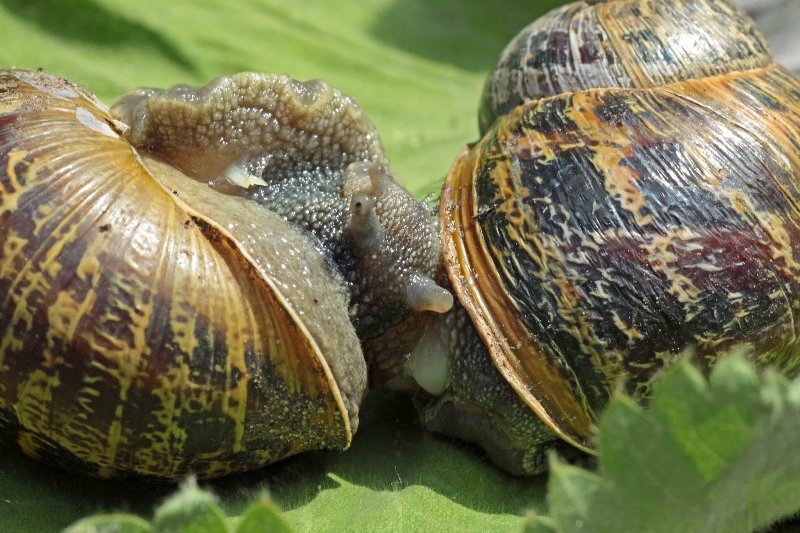 Dommelvos Natuurfotografie: Hoe doen slakken het? (versie 2)