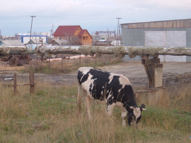 8 Months In Ukraine: Yakutsk (Siberian) Blog, 2006