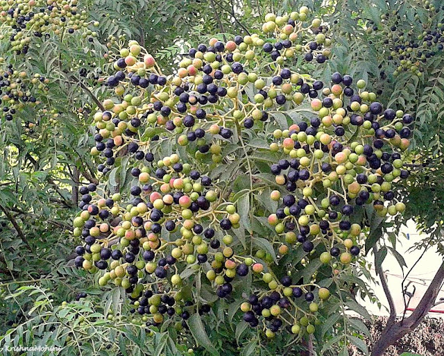 Tantalizing Curry Tree Fruits