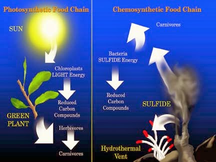 CHEMOSYNTHESIS SPRING OF LIFE