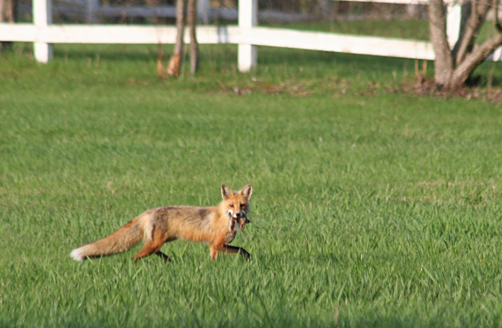 Windflower Farm Weekly: Dolly Joins Up and Leads! Also, fox kits and ...