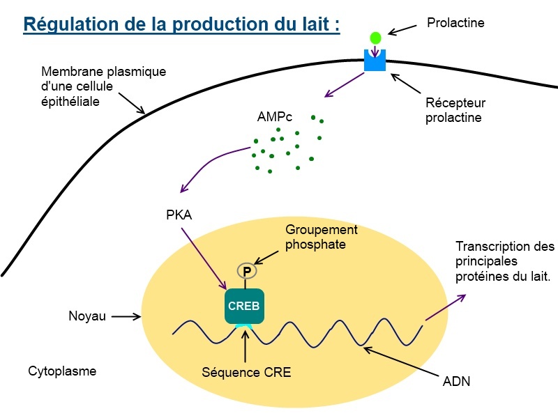 laitssentiel pour bébé: L'évolution de la production du lait