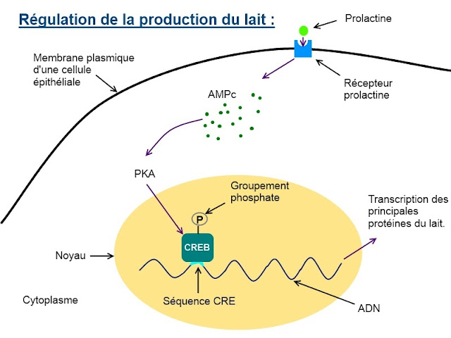 laitssentiel pour bébé: L'évolution de la production du lait