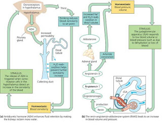 osmoregulation: Kidney functioning and regulating the volume and ...