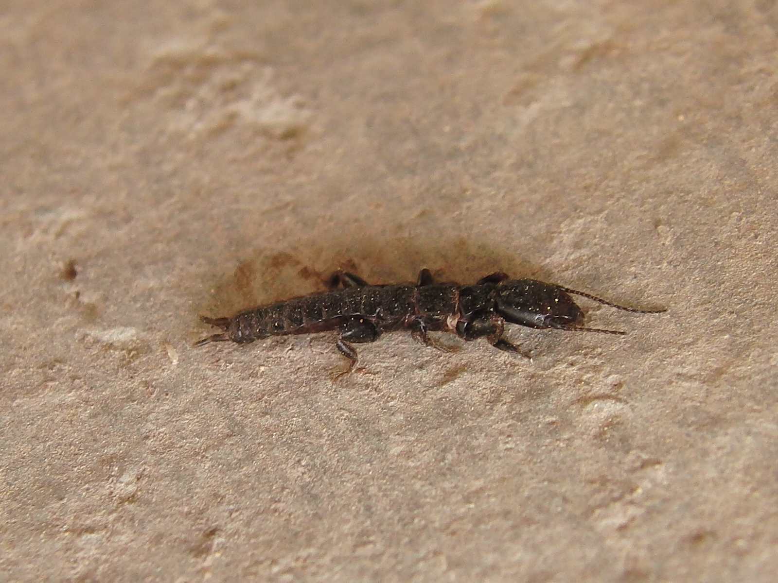 VILLENATURA: Embia sp