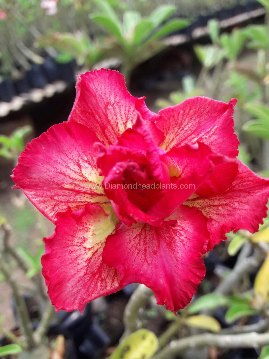 Adenium: New Adenium Catalog 2018-2019