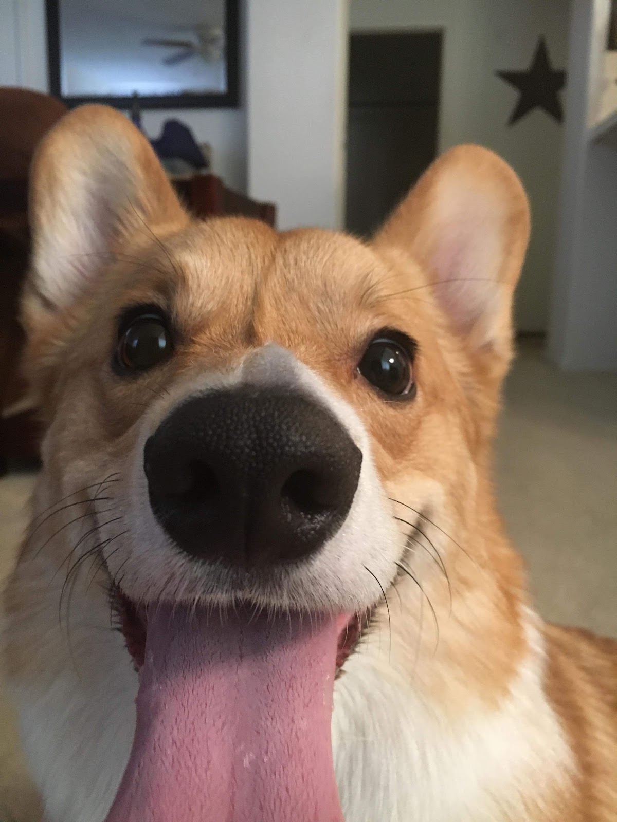 Cute dogs - part 136 (50 pics) | Amazing Creatures