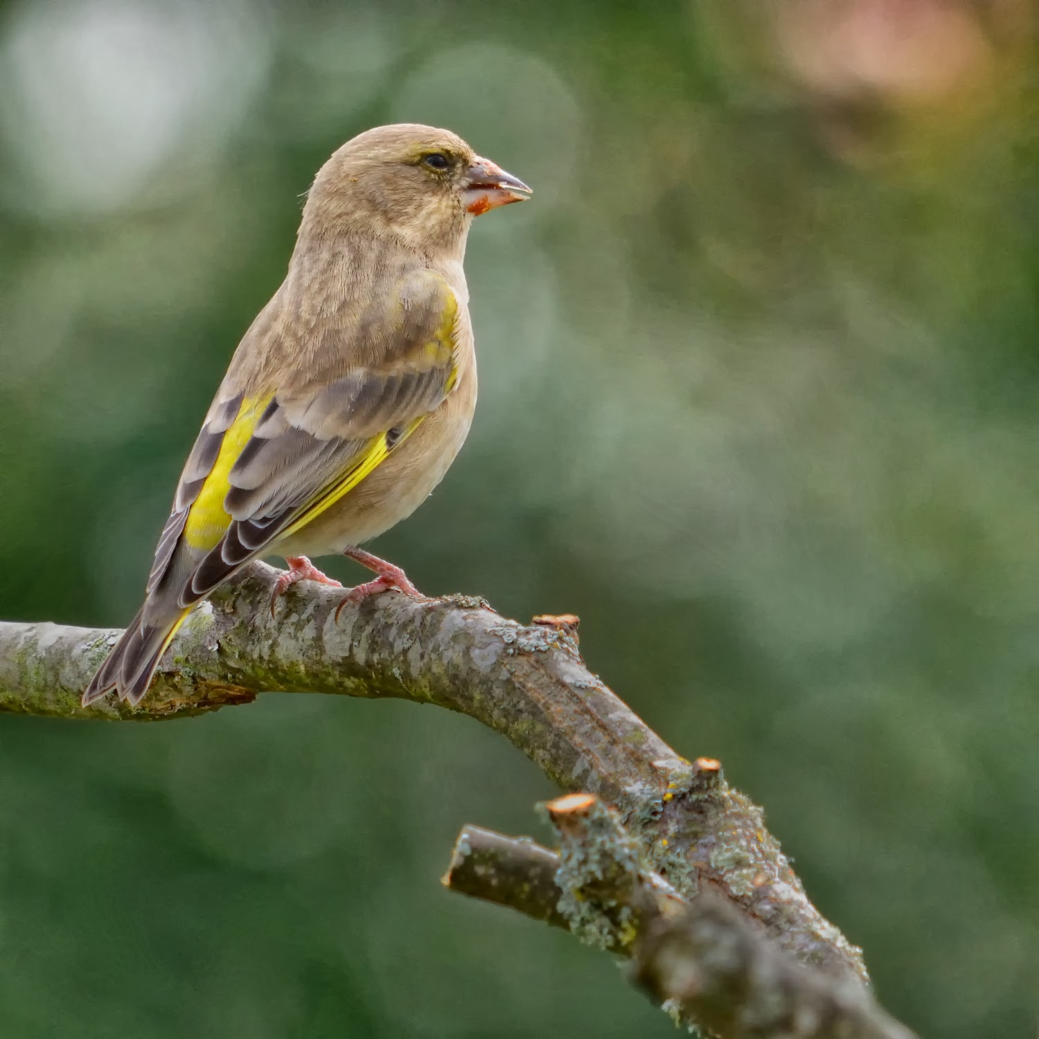 Knuts fugleblogg: Grønnfink (Carduelis chloris)