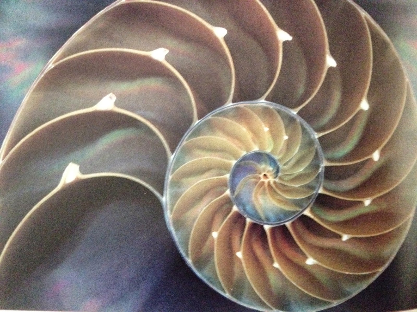 Eugene Ray Architect: CROP CIRCLES ARE IMPORTANT / despite government ...