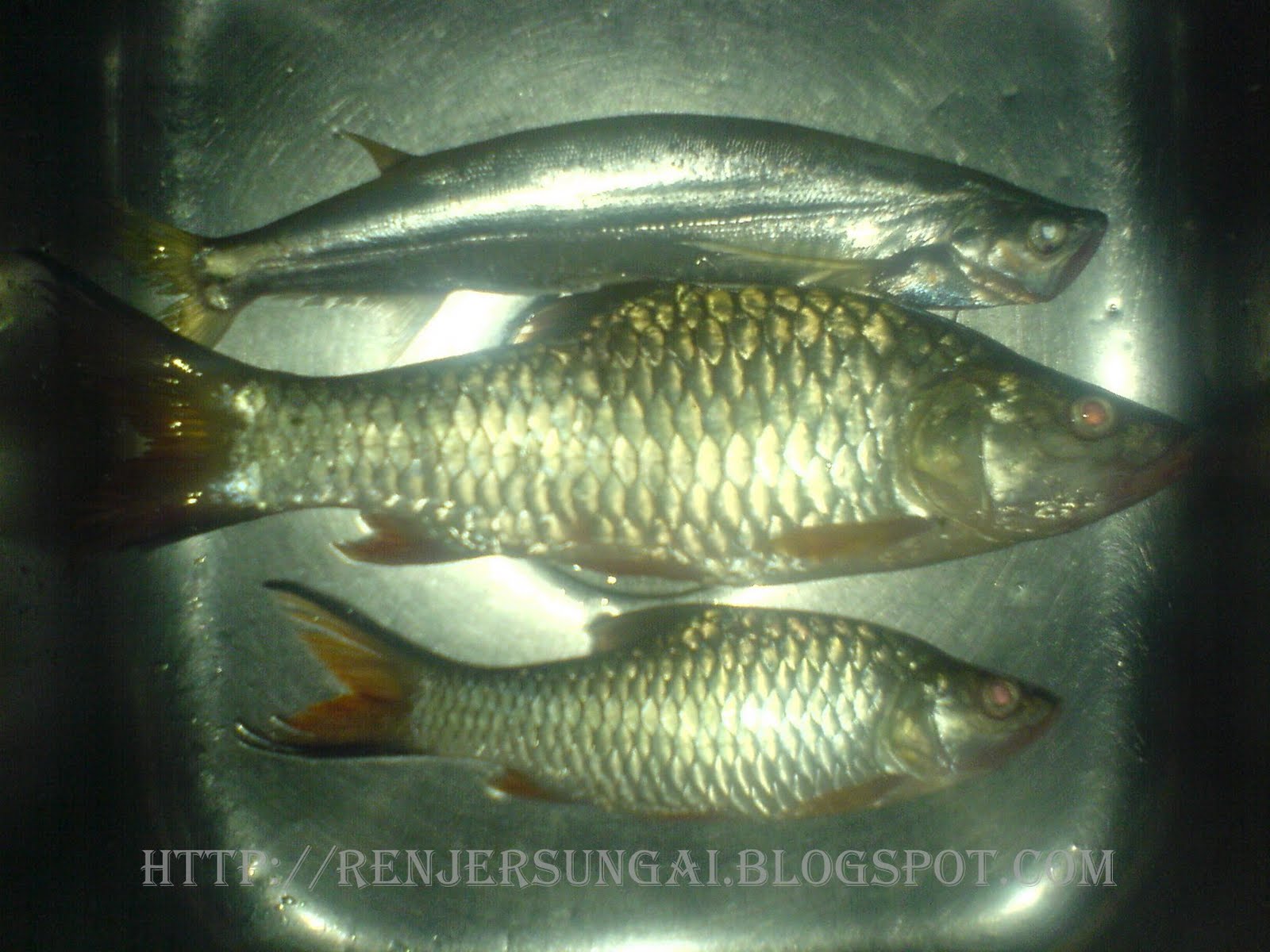 Ikan Sebarau