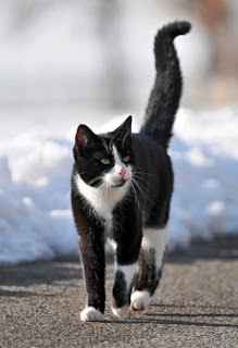 How to Teach Your Cat to Come on Command - Pets