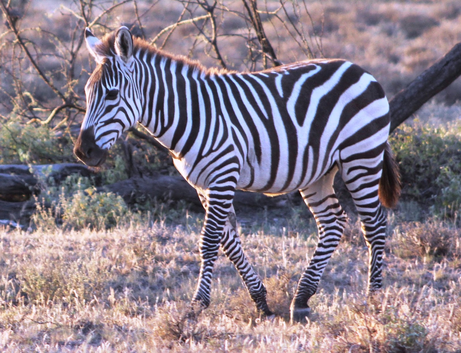 Souvenir Chronicles: AFRICA: BUFFALO SPRINGS NATIONAL RESERVE DAY 1 ...