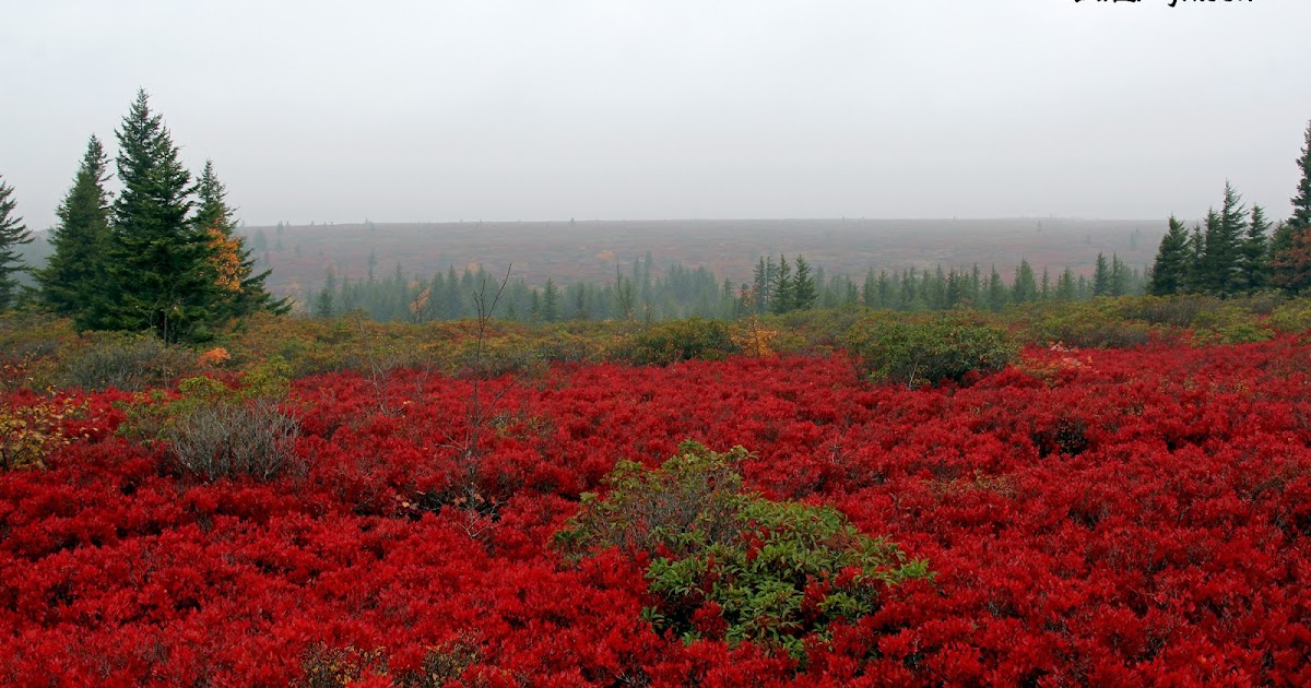 The Buckeye Botanist: Flashback to Fall in the Dolly Sods Wilderness