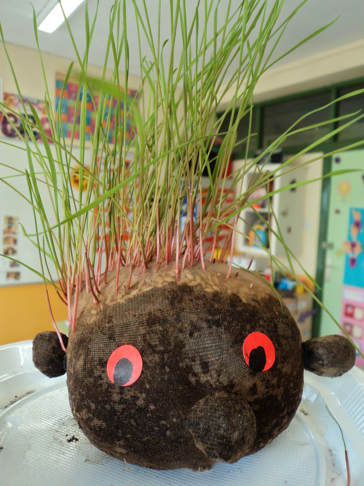 CPEE LATORES: MR. GRASS