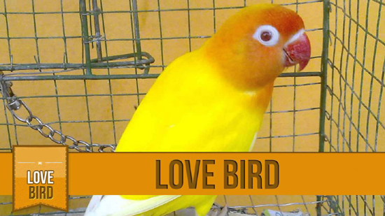 Daftar Harga Burung Lovebird Lutino Mata Merah Super Terbaru 2016 ...