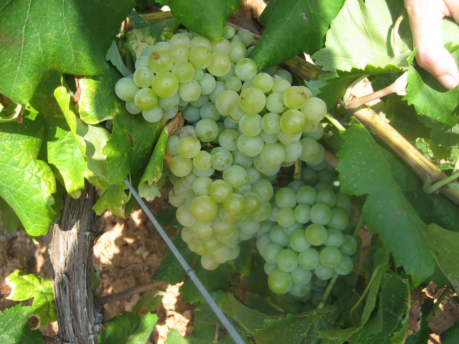 Mascaró Spirit: LA ELEGANCIA DE LA PARELLADA