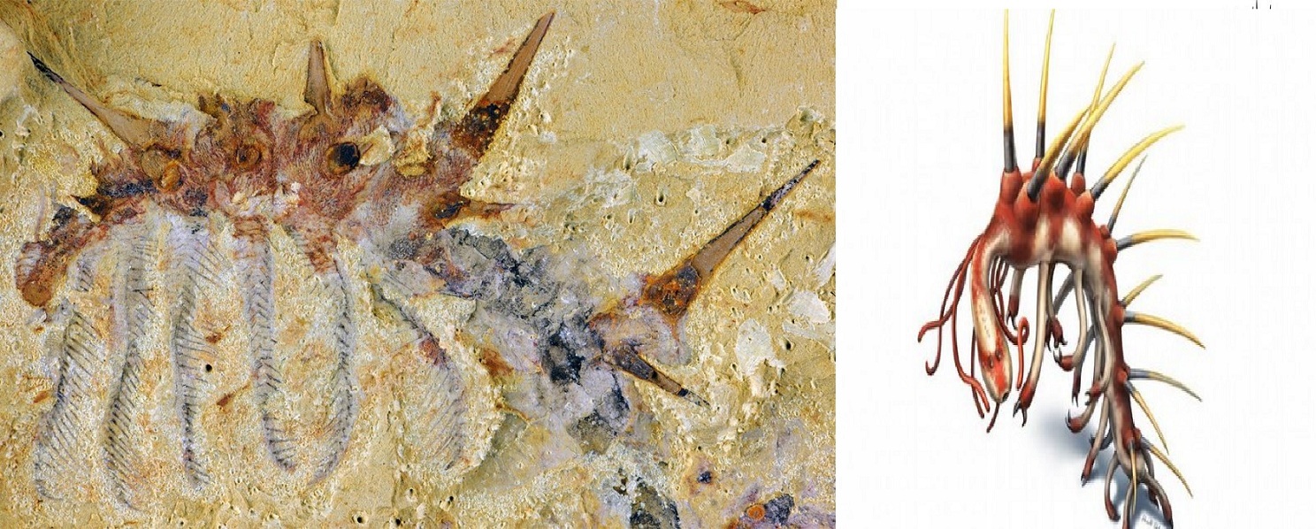 Spiky little sea 'monster' thrived a half billion years ago | Geology In