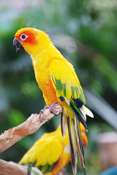 Golden Parakeet - Stock Image