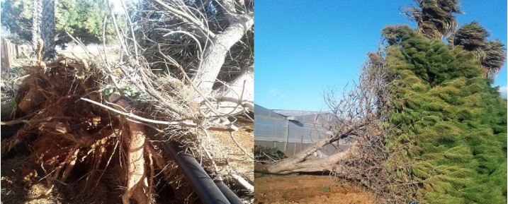 NEWS MESSINIA - ΜΕΣΣΗΝΙΑΚΑ ΝΕΑ και ΕΙΔΗΣΕΙΣ: ΞΕΡΙΖΩΘΗΚΑΝ ΔΕΝΤΡΑ ΣΤΑ ...