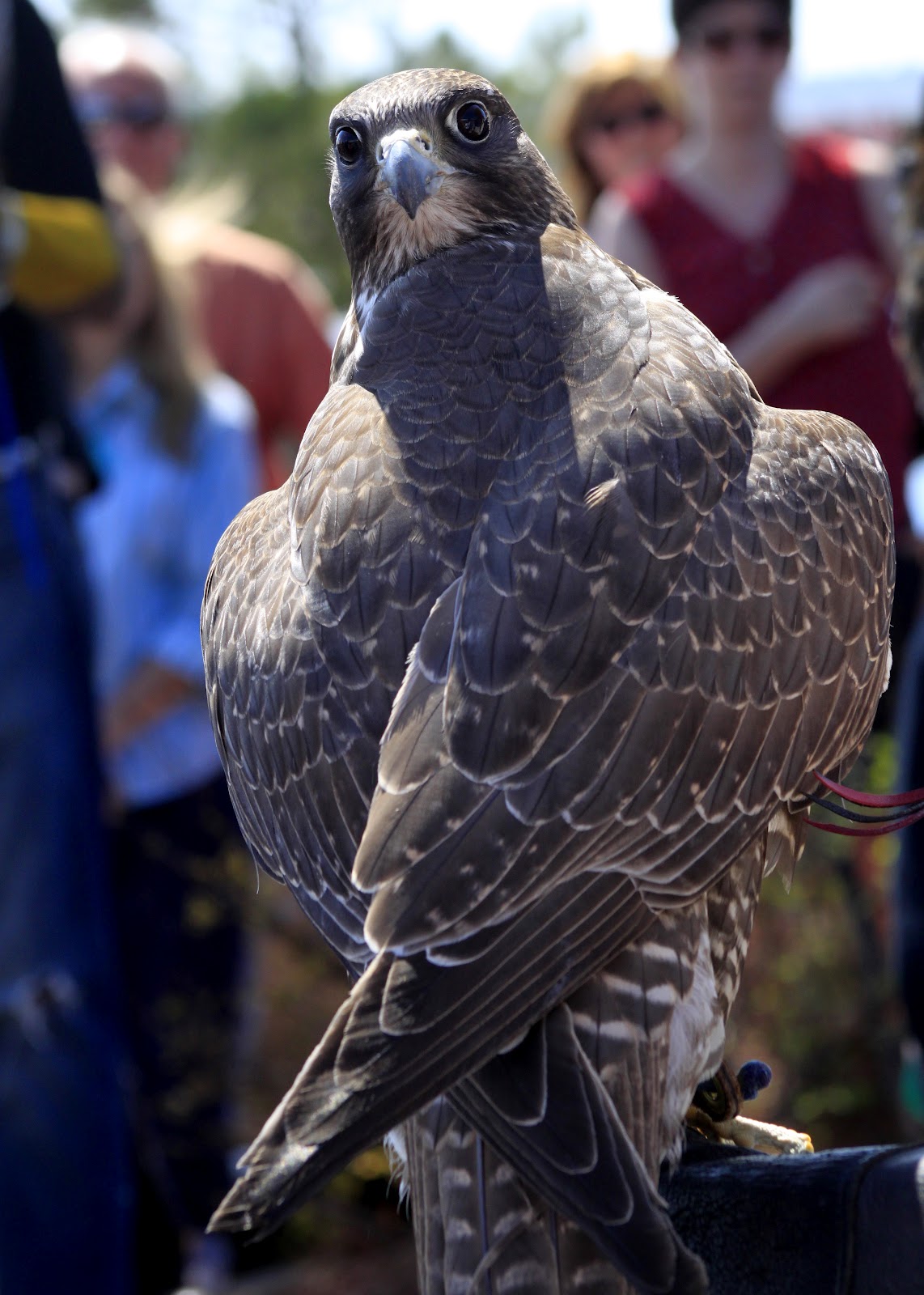 Ponderings of an Elect Exile: focused on Glory...Amazing Birds of Prey...