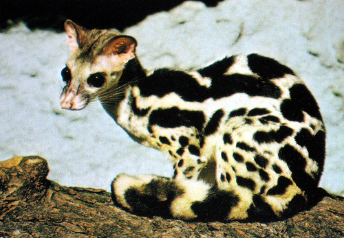 Animales prehistóricos: La evolución de la Hiena.