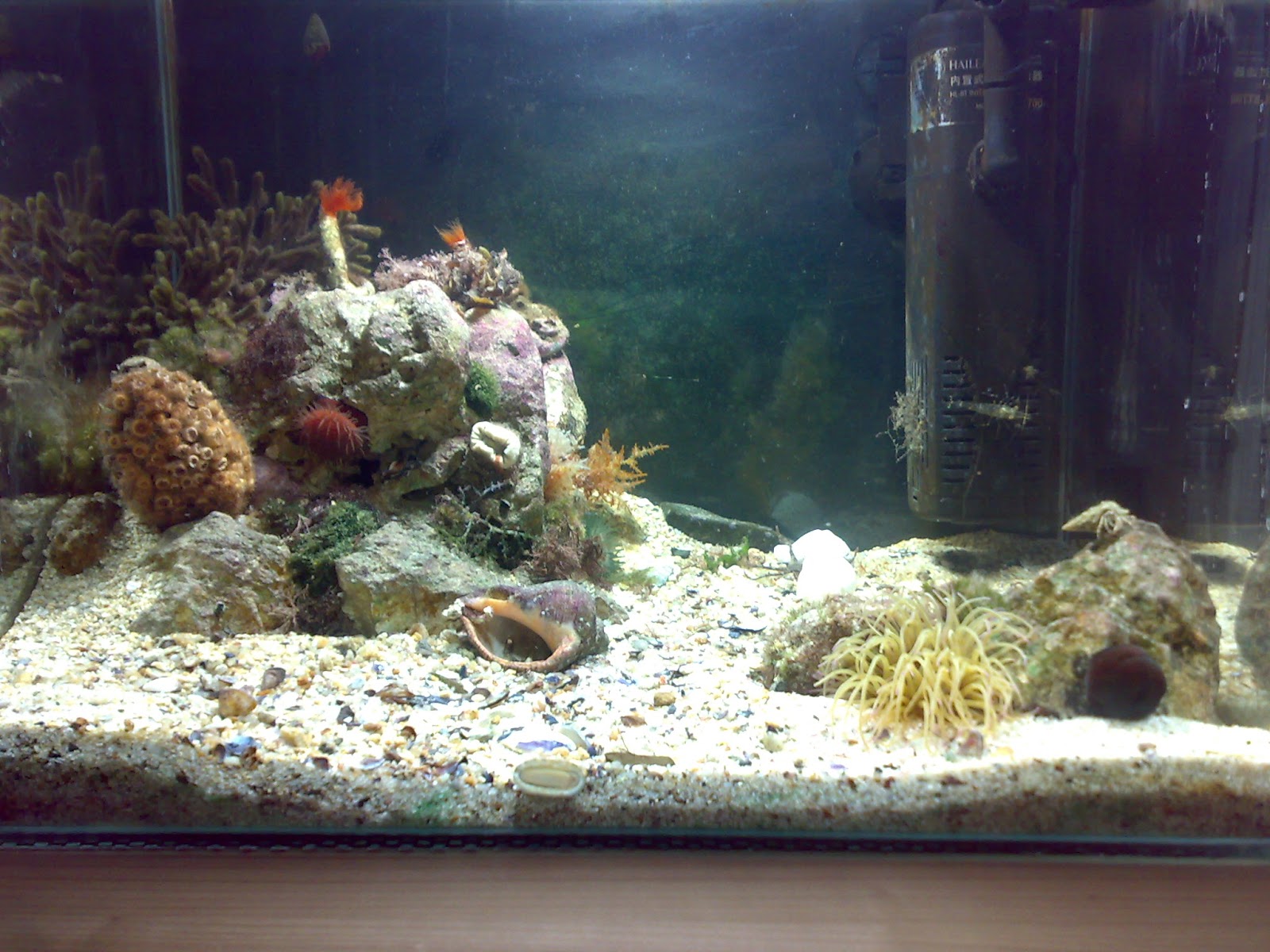 aqua-biotopes: Saltwater Biotope Aquarium