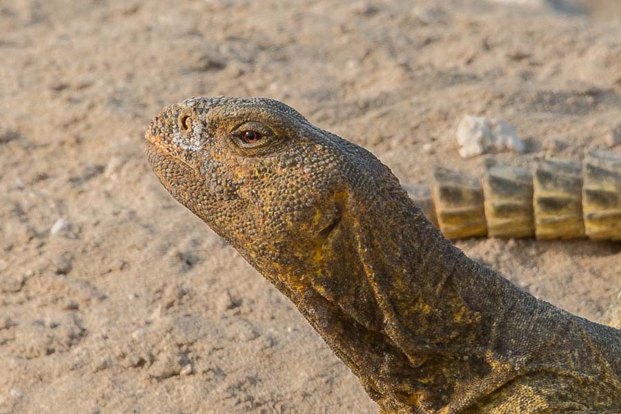 Birds of Saudi Arabia: Arabian Spiny-tailed Lizard - Dhahran Hills