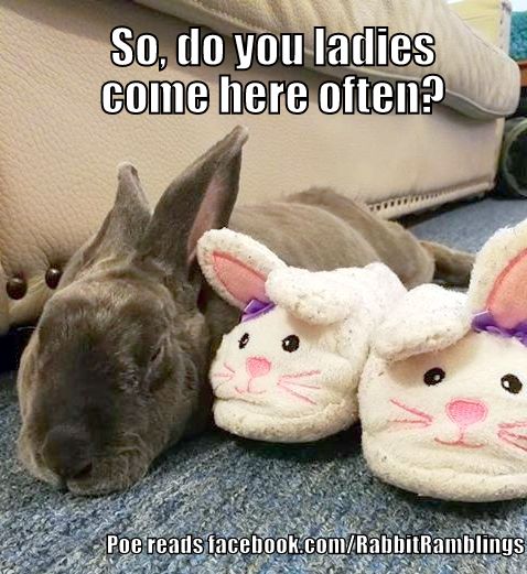Rabbit Ramblings: Funny Bunny Monday Meme*day