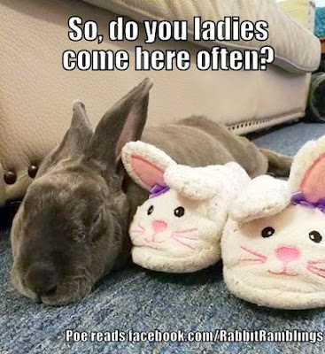 Rabbit Ramblings: Funny Bunny Monday Meme*day