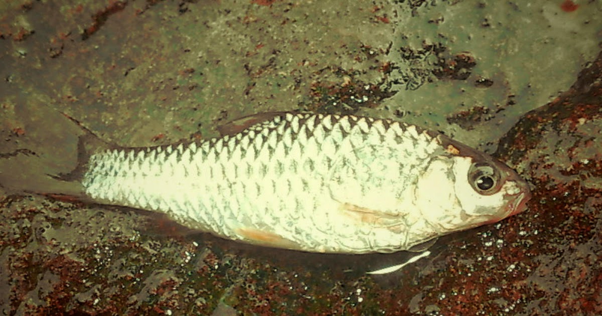 Tips Umpan Jitu Memancing Wader ~ YASSIR FATHURRAHMAN