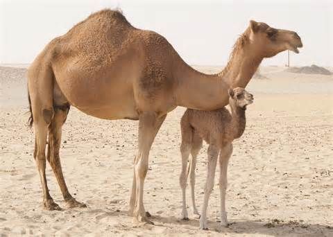 Baby Camel and His Mother : Best Moral Story for Kids ~ Moral Stories ...