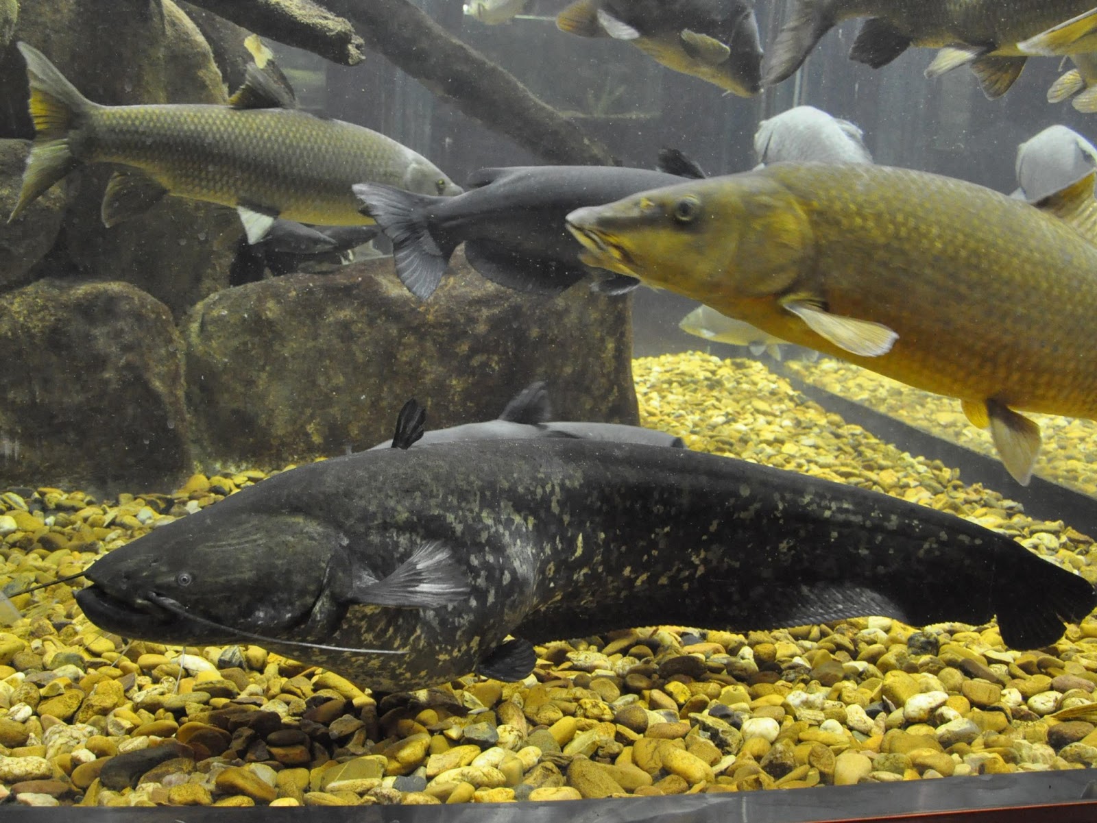 Pescando en la jarilla, (Casas de Belvís de Monroy): SILURO