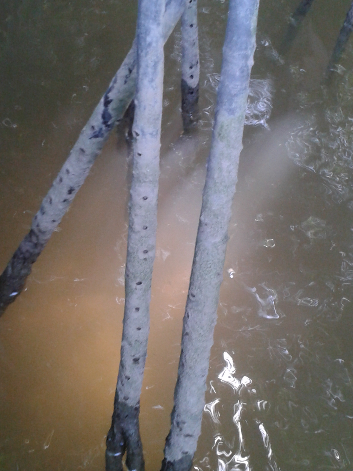 Project Based Learning - Kelestarian Paya Bakau: PENGENALAN PAYA BAKAU