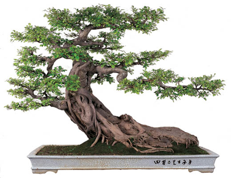 Koleksi Gambar Bonsai Pilihan :: Skoci Kita