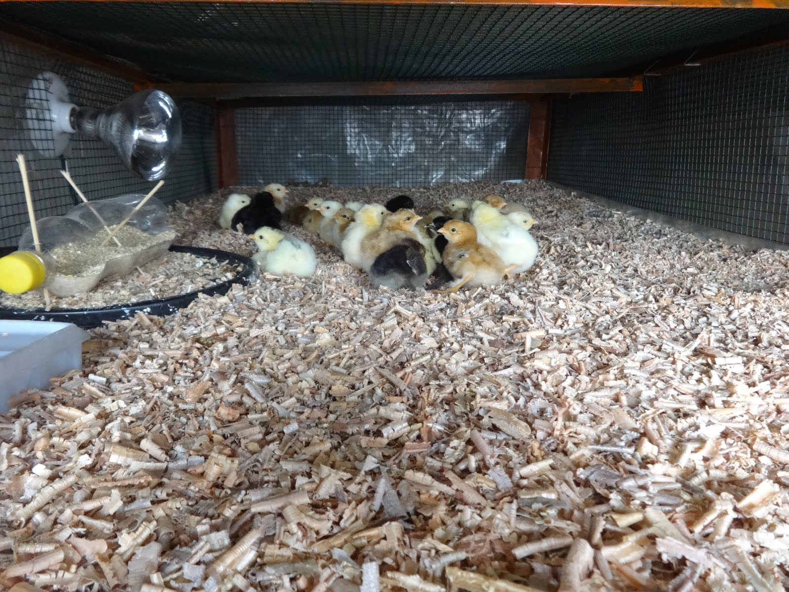 POLLO CAMPESINO AUTOCTONO ANDINO: FOTO GALERIA