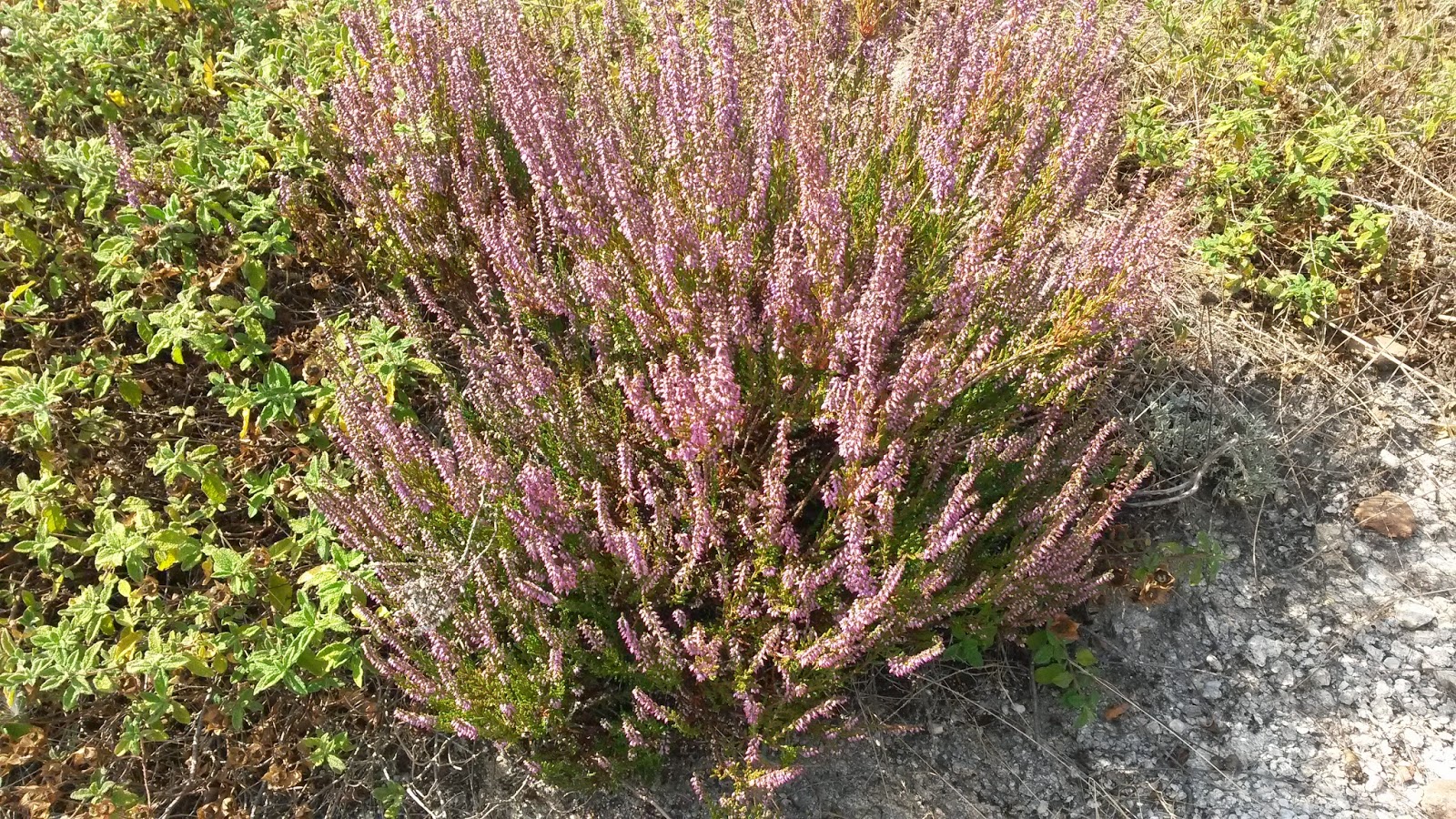 SERGEN BAL DÜNYASI: SERGEN BAL DÜNYASI