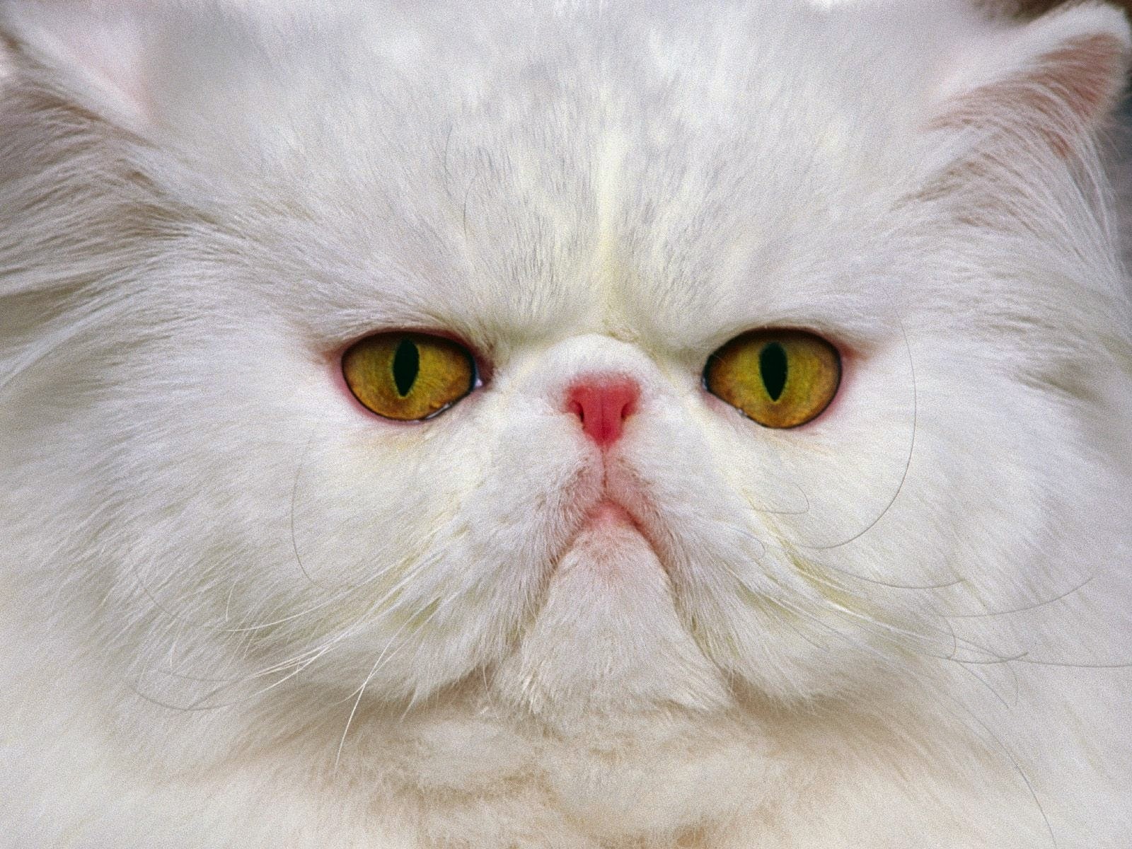 Cara de Gato Blanco - Fondos de Pantalla HD - Wallpapers HD