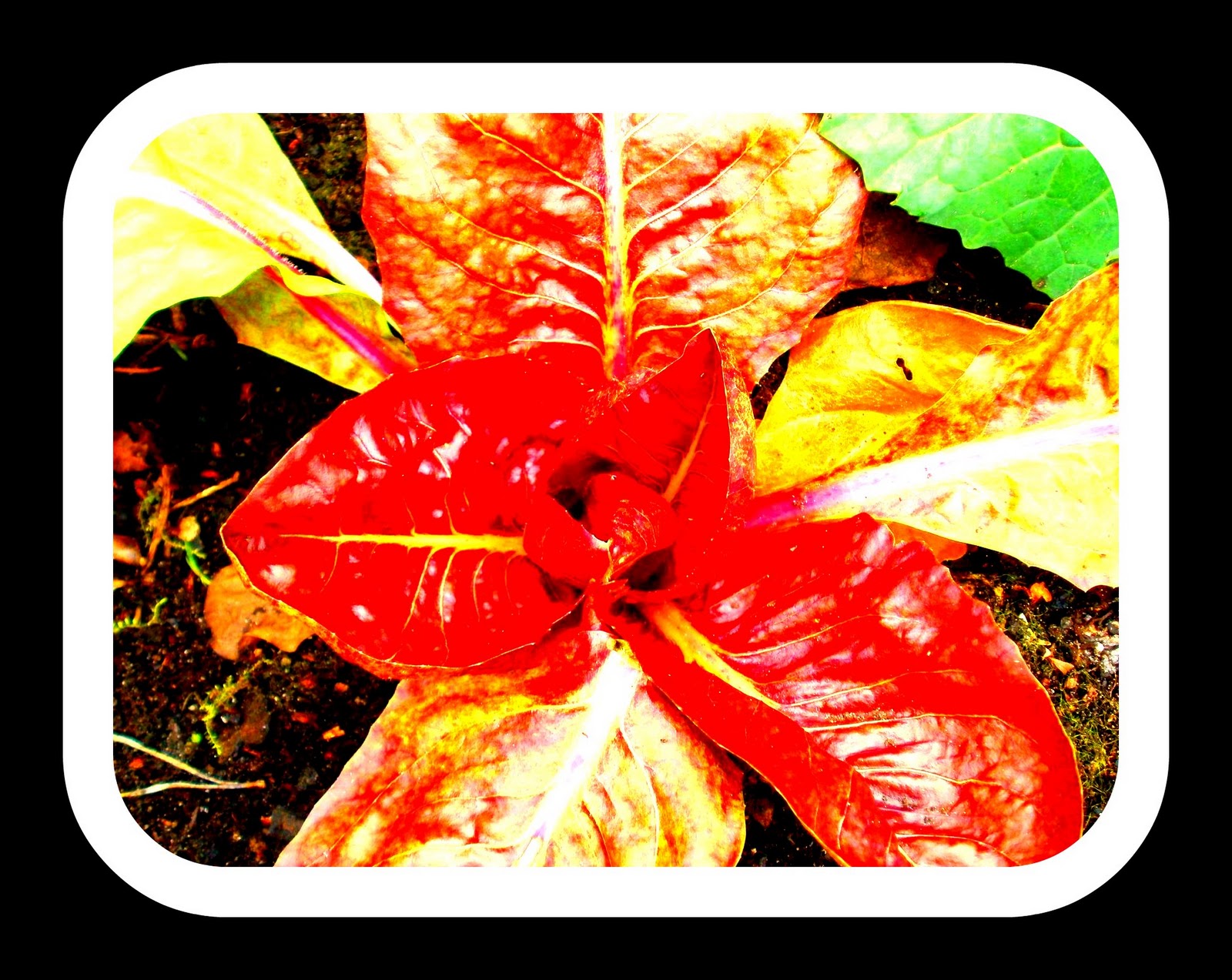 Mark's Veg Plot: Photos