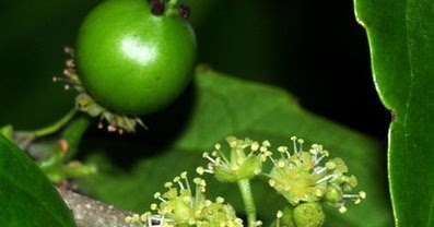 උගුරැස්ස [Uguressa] (Flacourtia indica) ~ අපේ ඔසුපැළ Medicinal Plants ...
