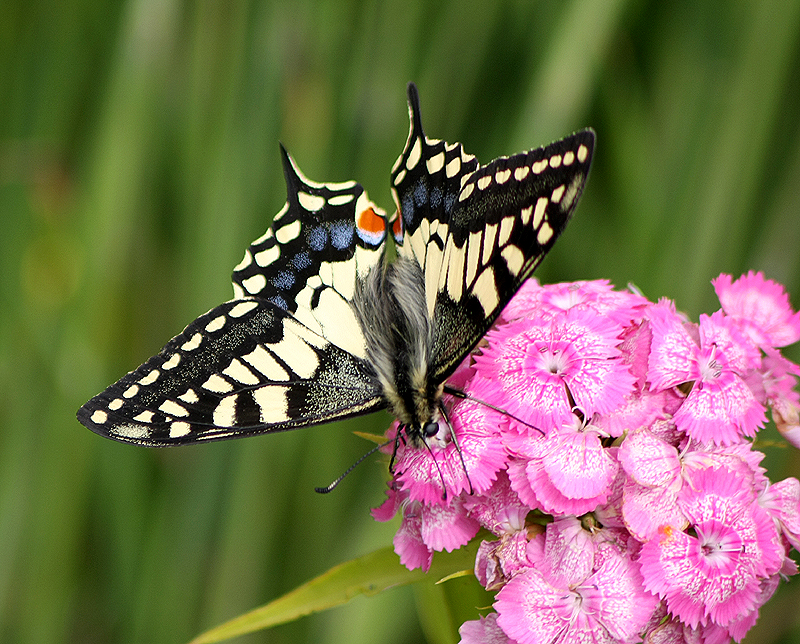 APB At Home And Away!!!: Swallowtail Butterflies Norfolk