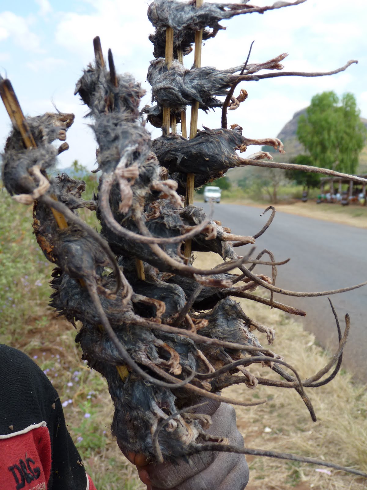 Fiona in Malawi: Mice on a stick