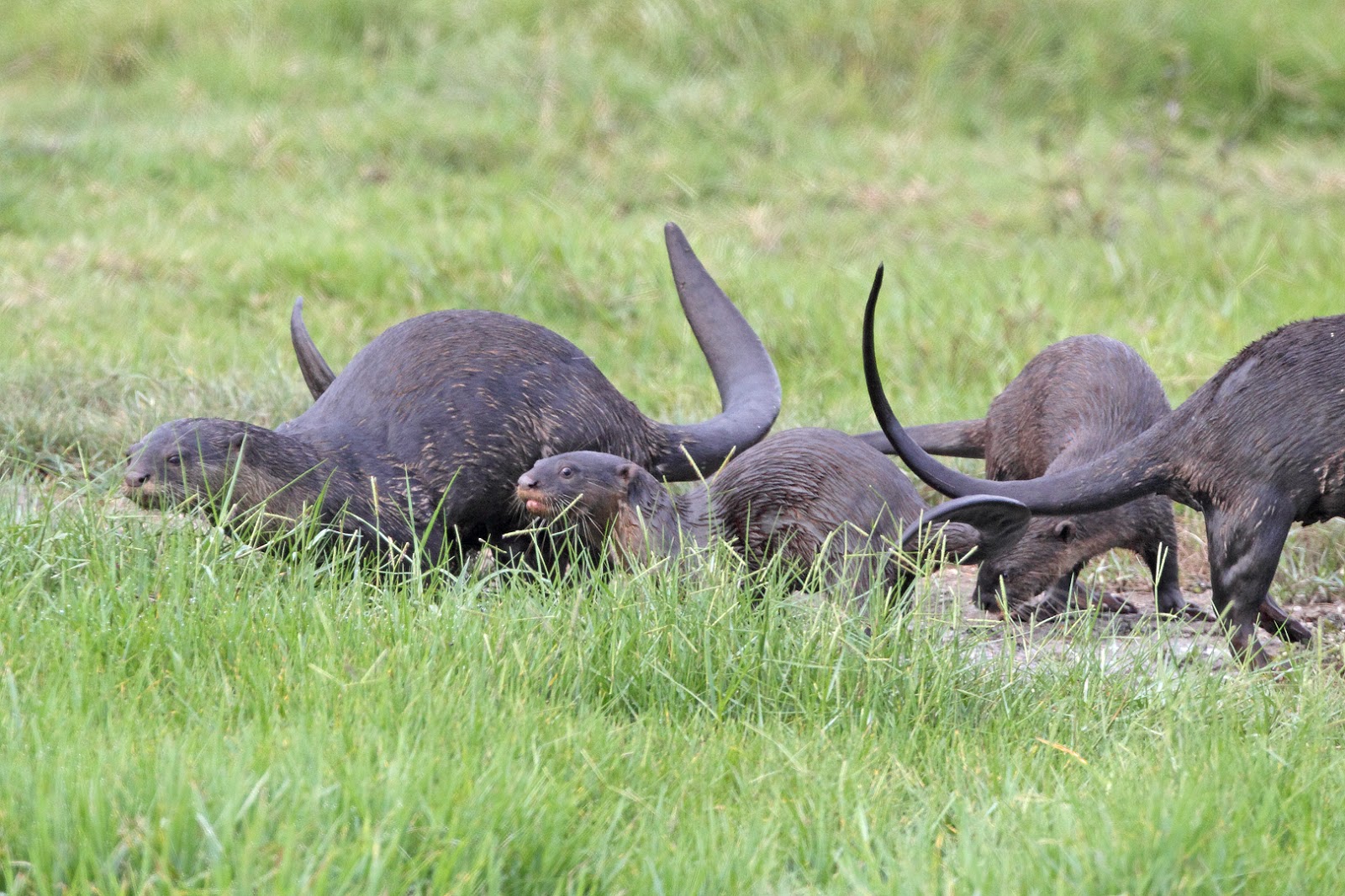 Smooth-coated Otters
