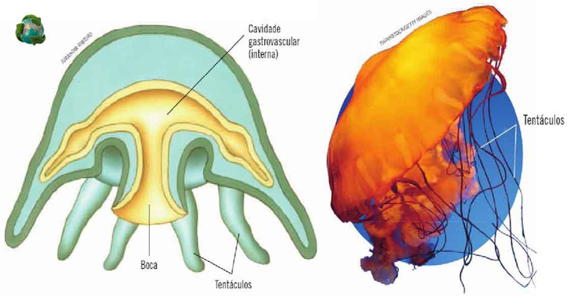 Biologia em prática: Características gerais dos cnidários