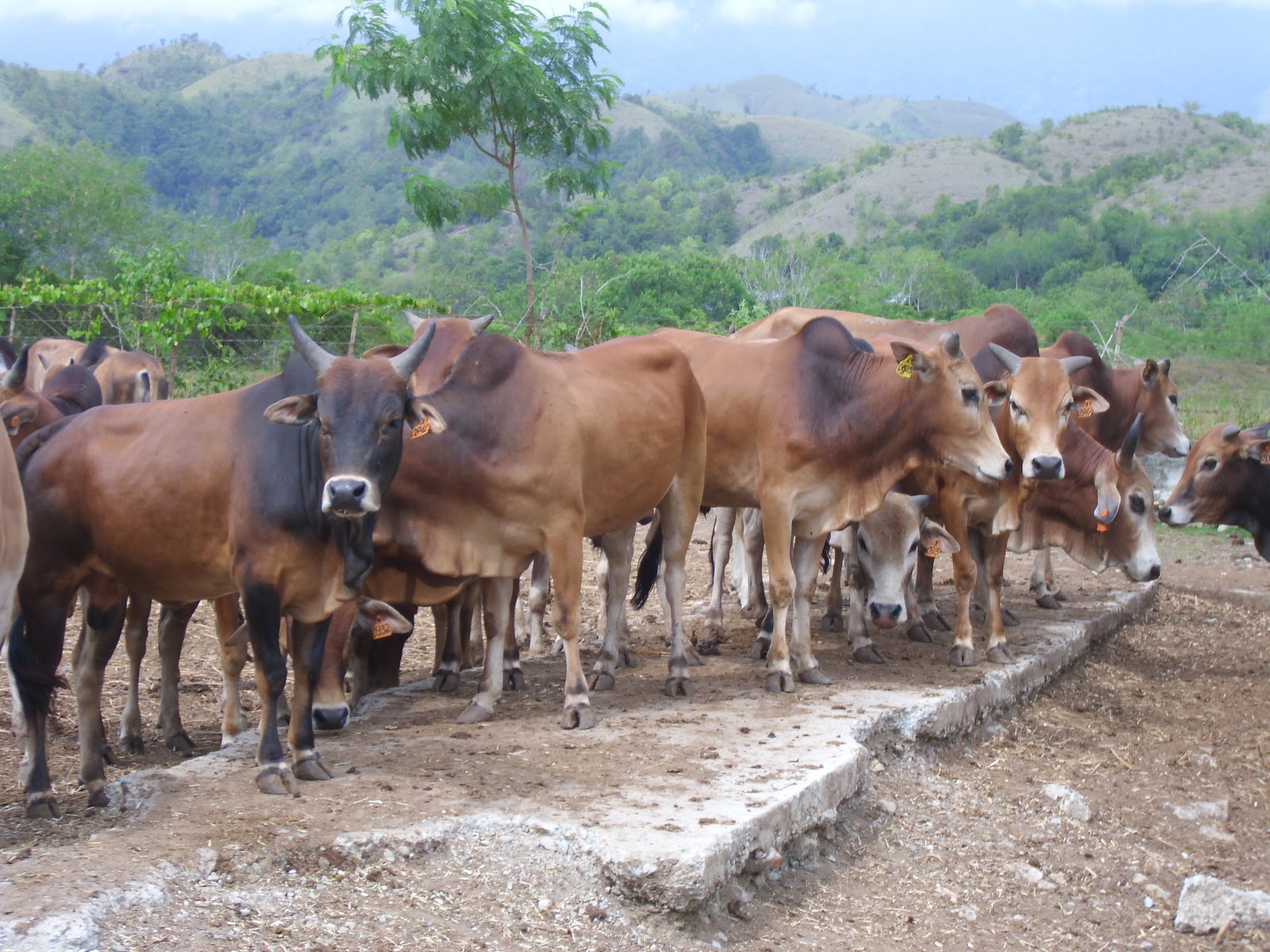 WKP3K COT BATEE III.KUALA: MEMILIH BAKALAN SAPI UNTUK DIGEMUKKAN