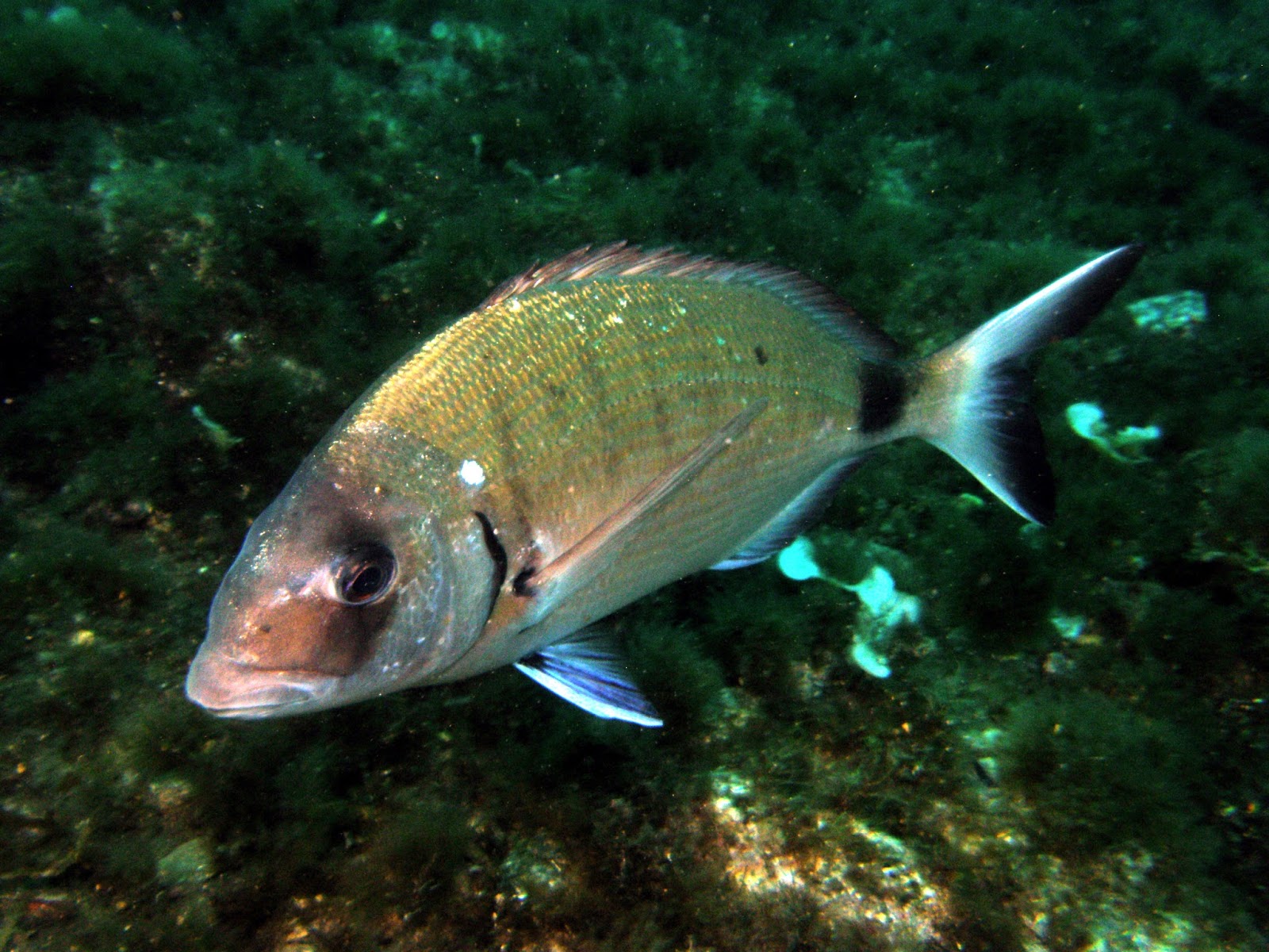 Iluminación Profunda: Sargo