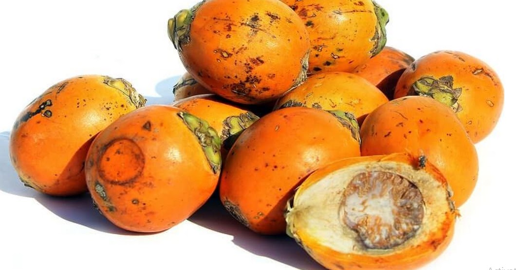 Kulit Pinang Obat Herbal yang dapat Menyembuhkan Demam, Bagaimana Caranya??