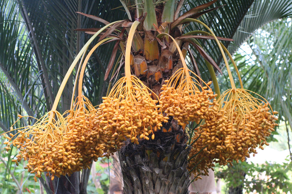 Fruity Stories: The Origins of Five Fruit Names ~ Kuriositas