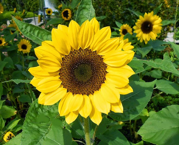 My Virtual Garden: October Flowers in Chicago